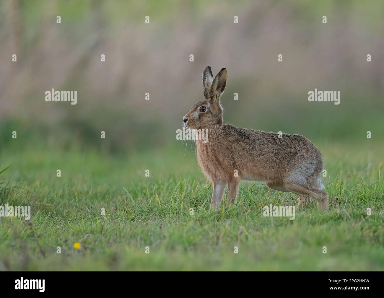 A close up of a wild Brown Hare. Side on, looking at the camera showing ...