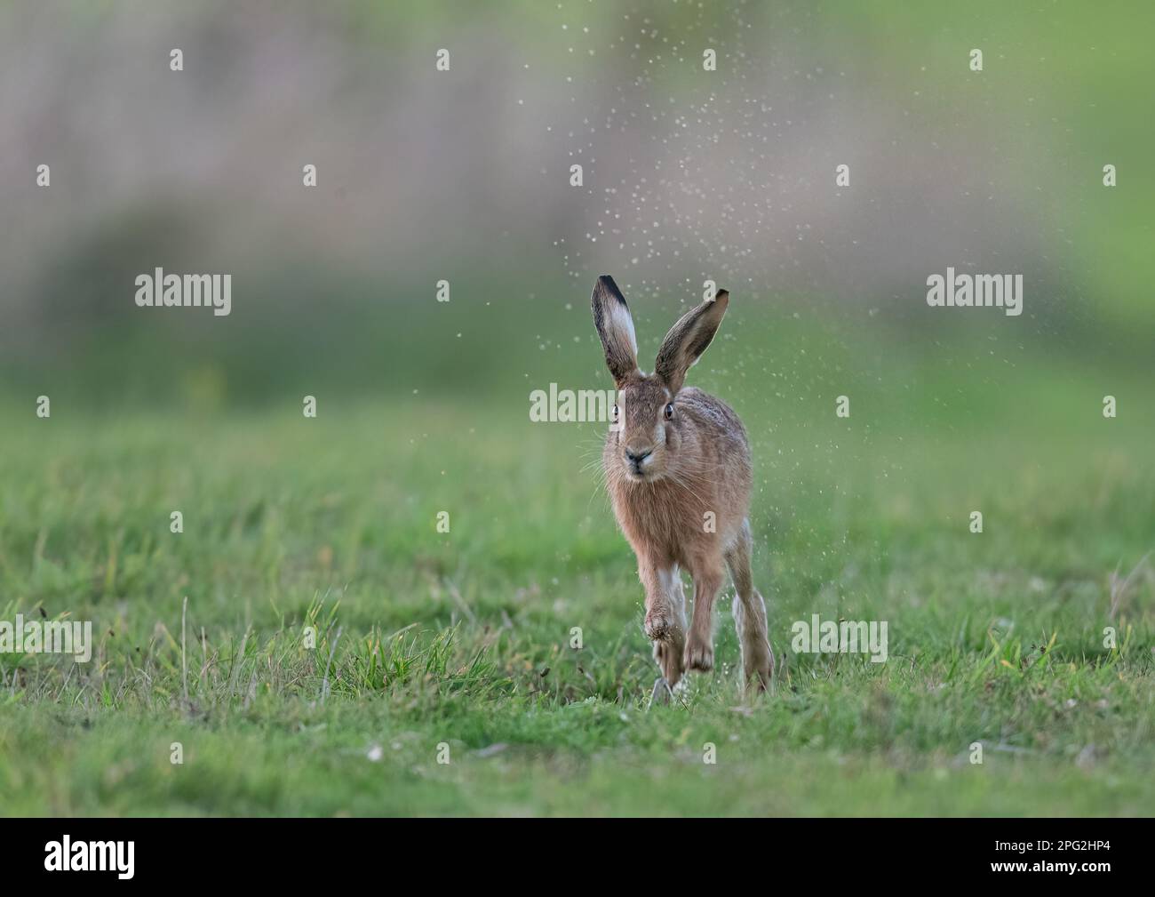 An action shot of a Brown Hare ( Lepus europaeus) running towards the ...