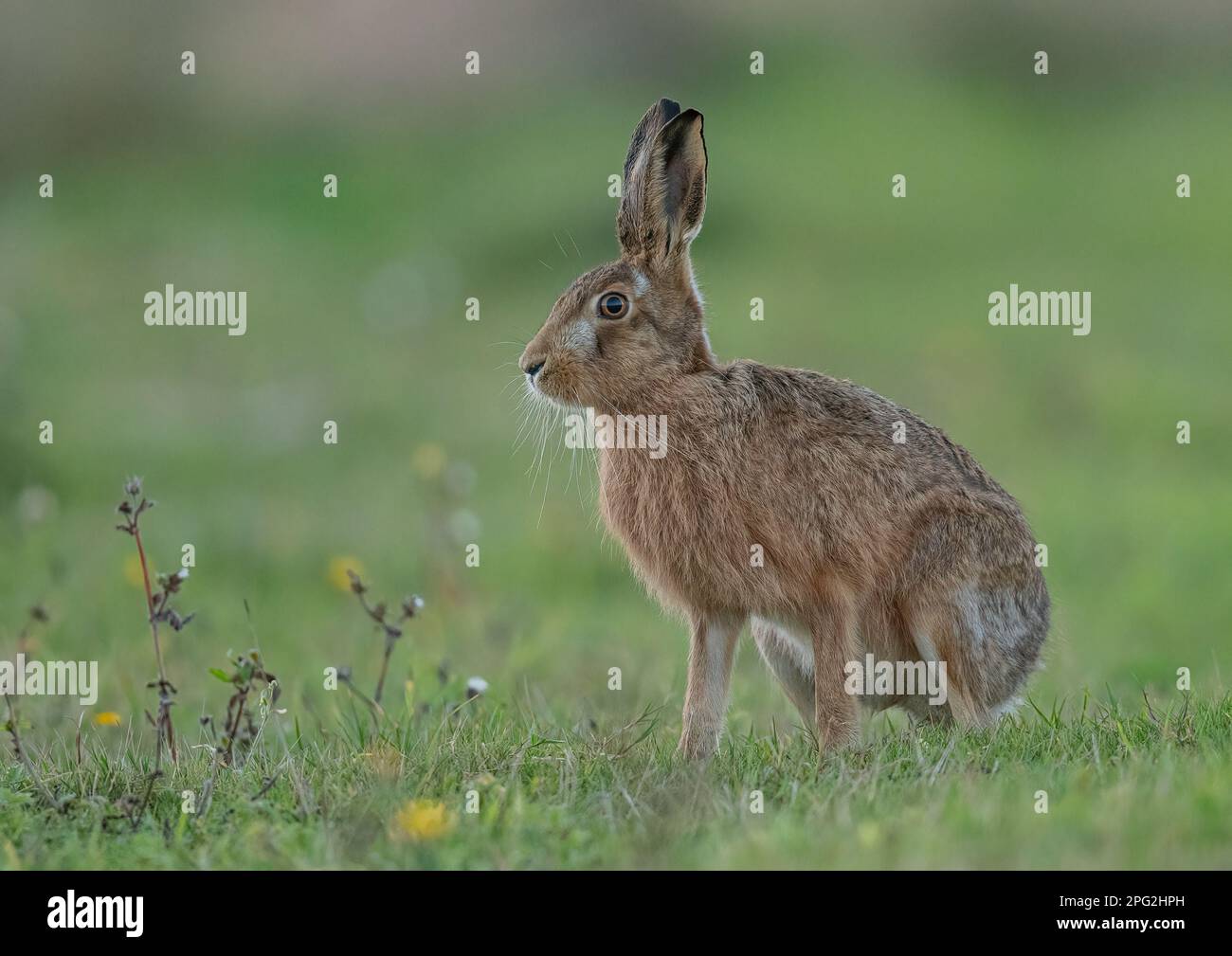 A Brown Hare ( Lepus europaeus) posing for the camera in a grassy ...