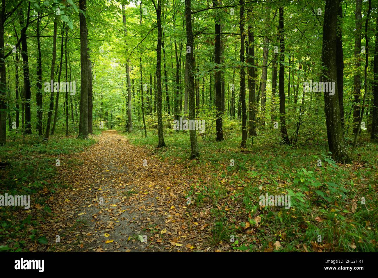 Eastern deciduous forest hi-res stock photography and images - Alamy