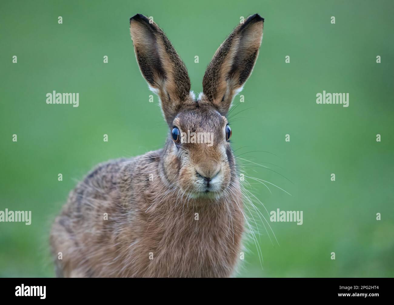 Full face portrait hi-res stock photography and images - Alamy