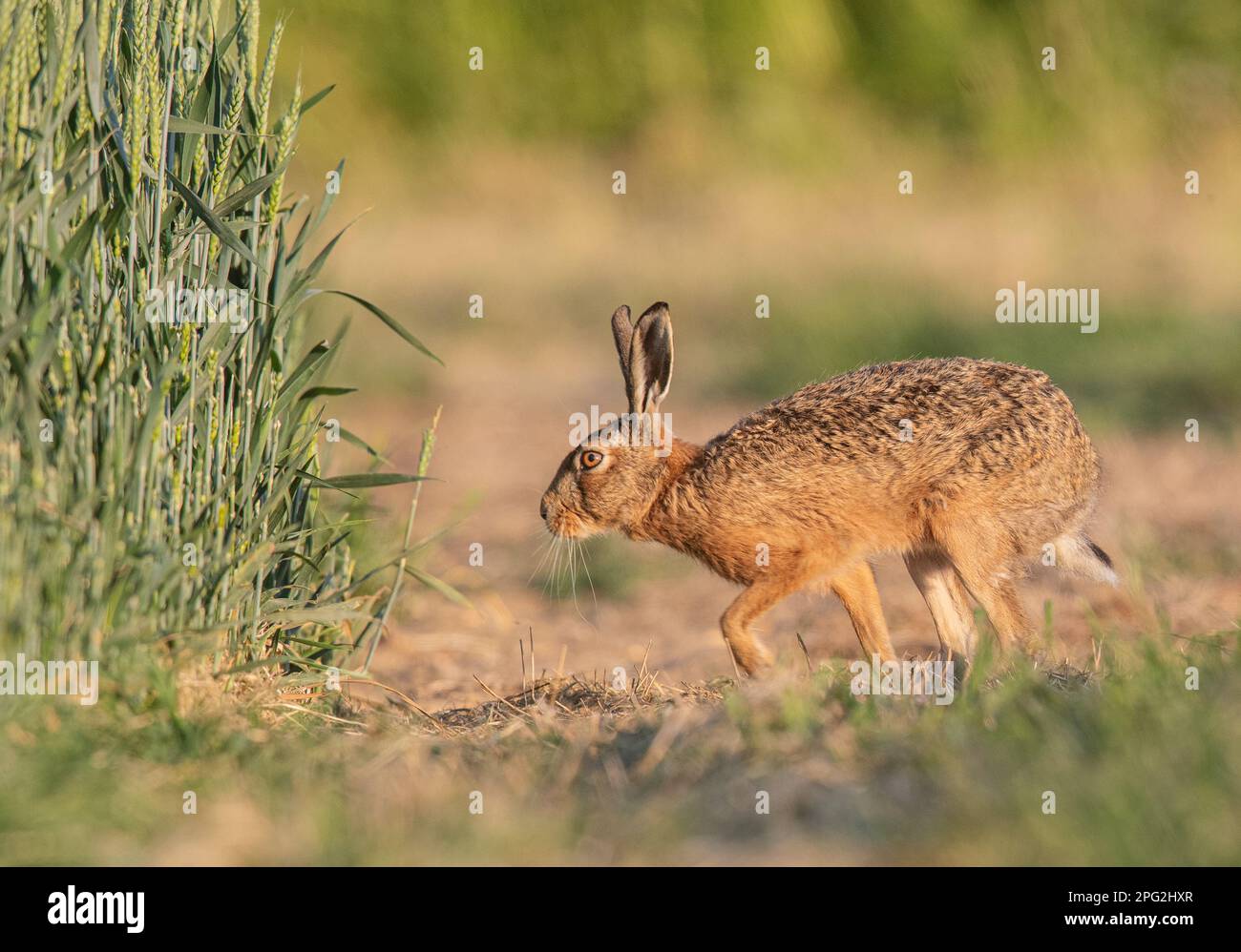 A shy Brown Hare ( Lepus europaeus) heading into the farners crop of ...