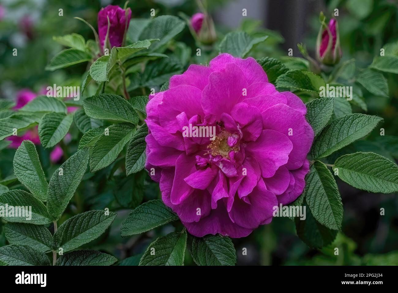 Pretty deep pink rose on a rosebush on a spring evening in St. Croix ...