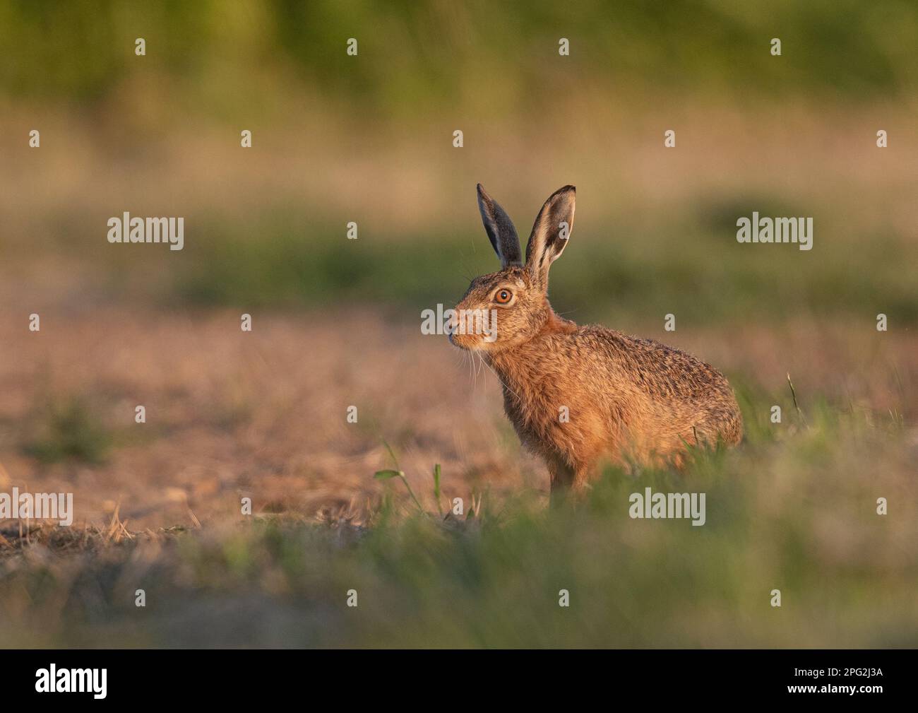 A Brown Hare ( Lepus europaeus) sunlit by the evening light .Taken ...