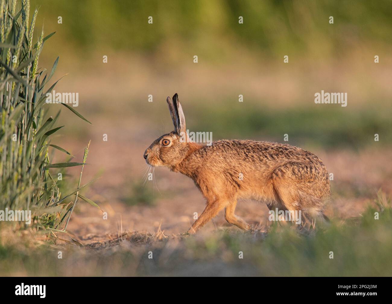 A shy Brown Hare ( Lepus europaeus) heading into the farmers crop of ...