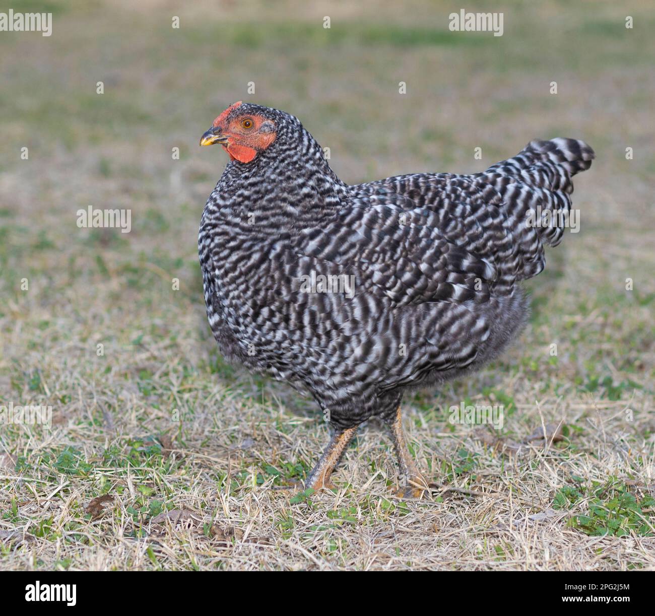 Black and white Dominique chicken hen walking on a green field Stock ...