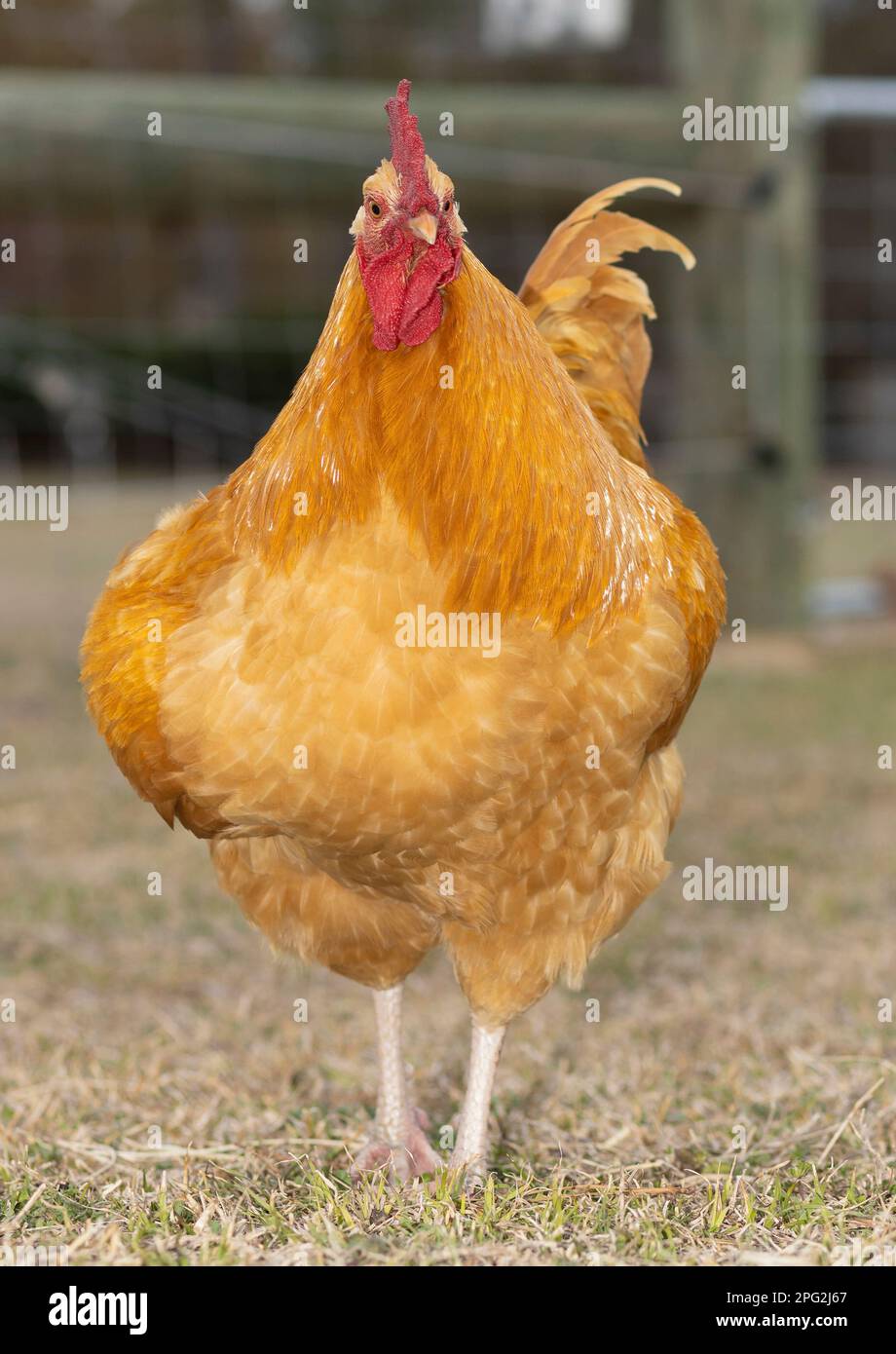 Gold Orpington chicken rooster staring directly at the camera Stock ...