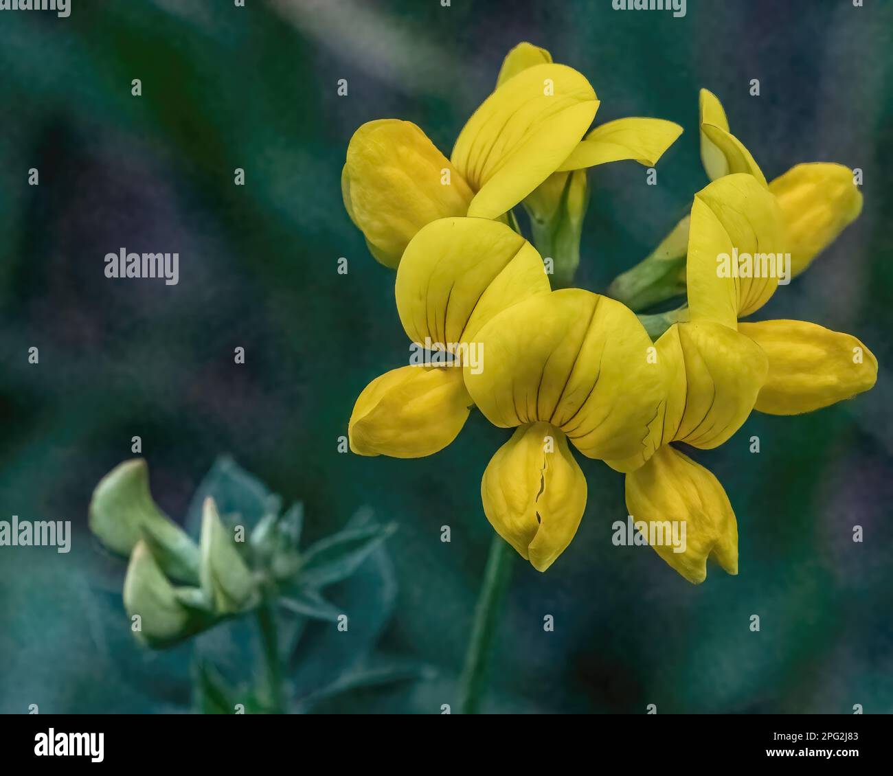 Bird's-foot trefoil wildflower on a spring day at Lilydale Regional ...