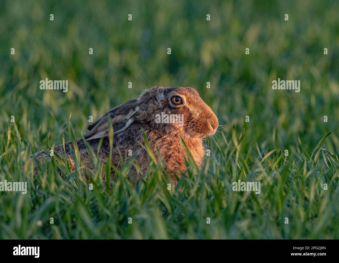 A portrait of a Brown Hare ( Lepus europaeus) posing in the crop for ...
