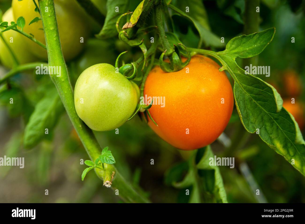 Two unripe tomatoes ripening in a greenhouse, summer day Stock Photo ...