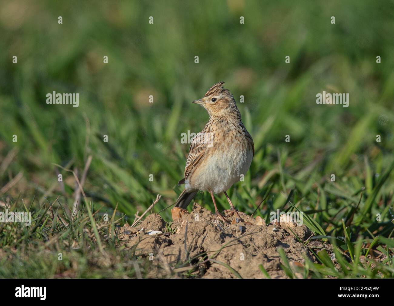 A Skylark (Alauda arvensis) perched on a clod of earth looking at the ...