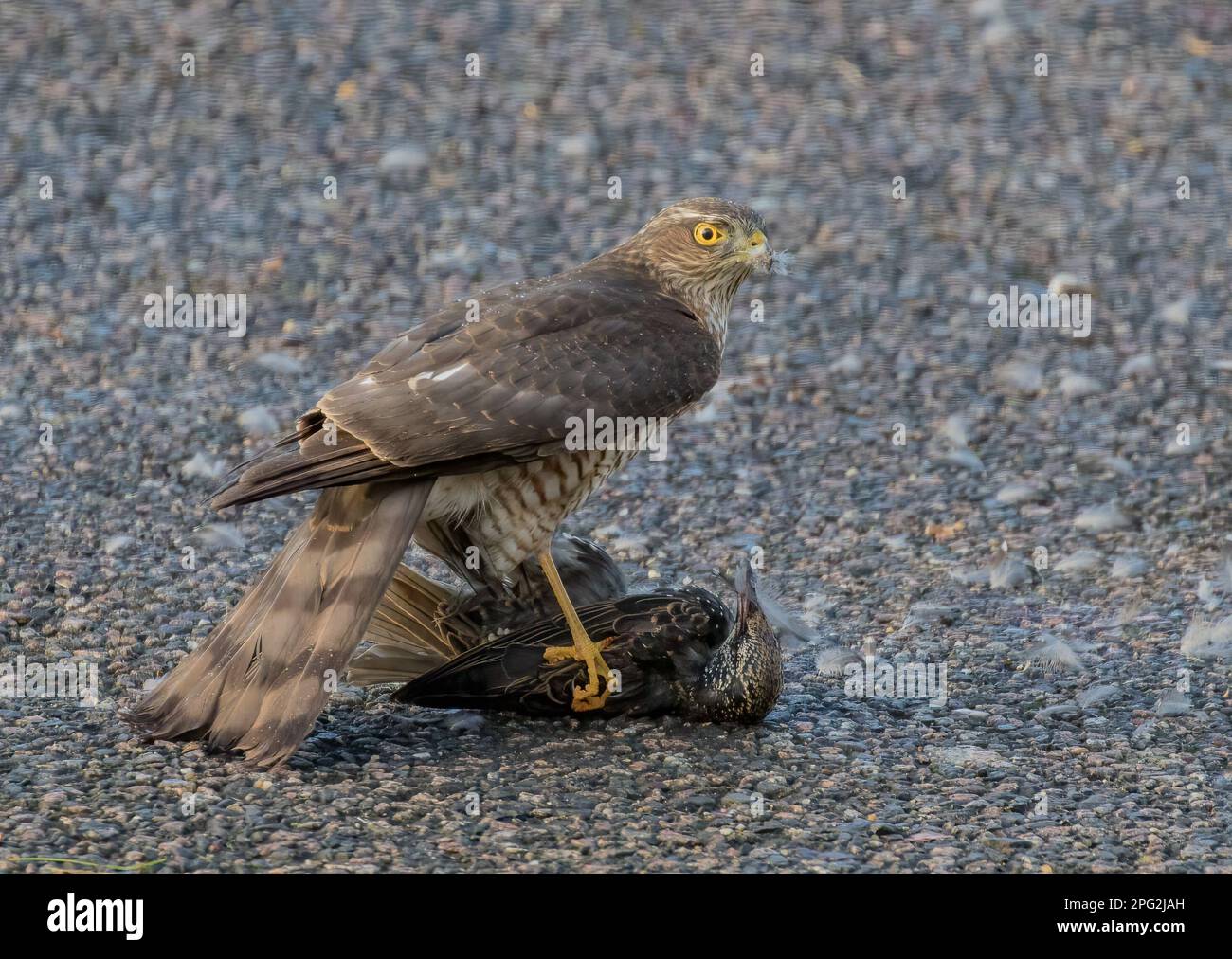 A Sparrowhawk ( Accipiter nisus) killing, plucking and eating an ...