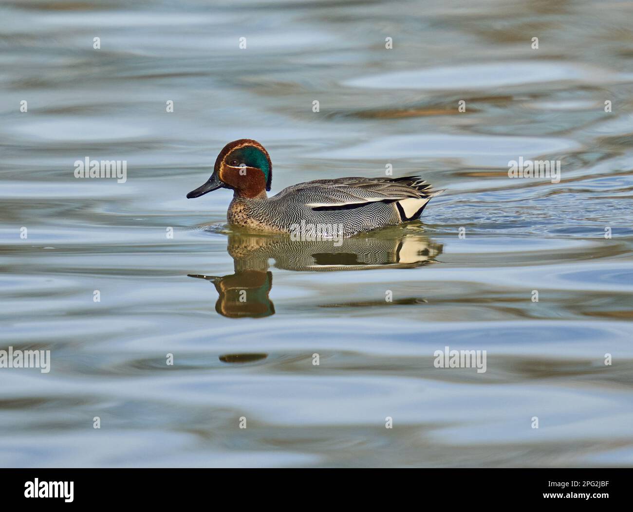 Eurasian green-winged teal bird male on the river, swimming Stock Photo ...
