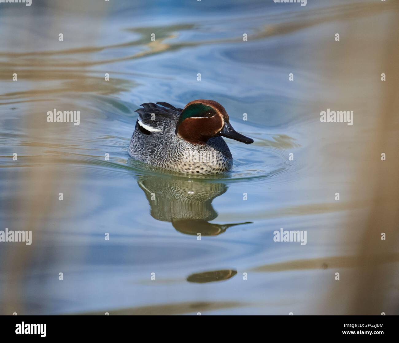 Adult male green winged teal hi-res stock photography and images - Alamy