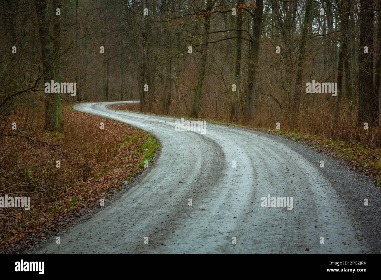 Double bend on the gravel road in the dark forest Stock Photo - Alamy