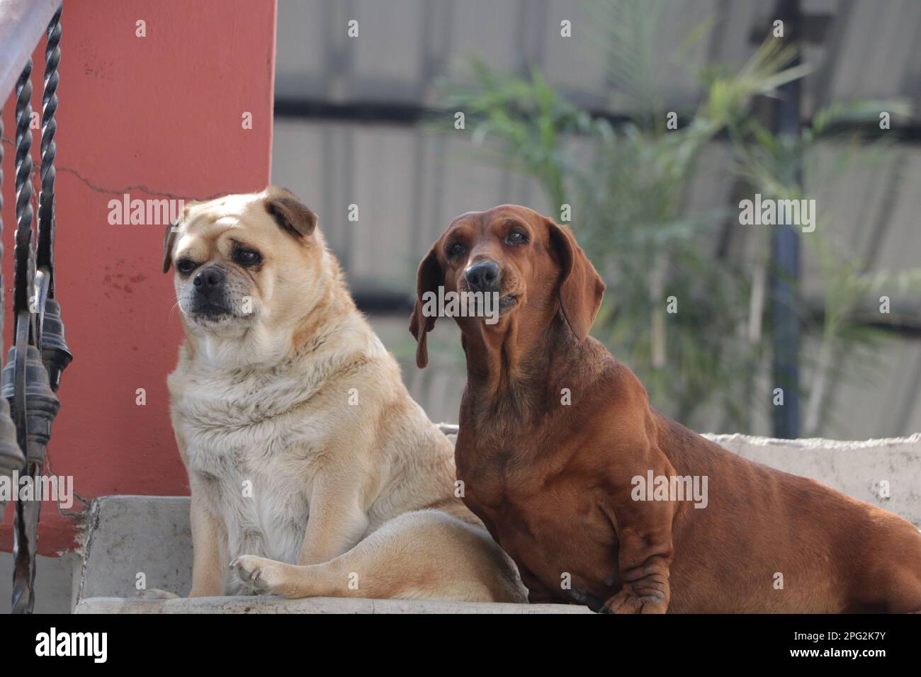 Cream coloured pug hi-res stock photography and images - Alamy