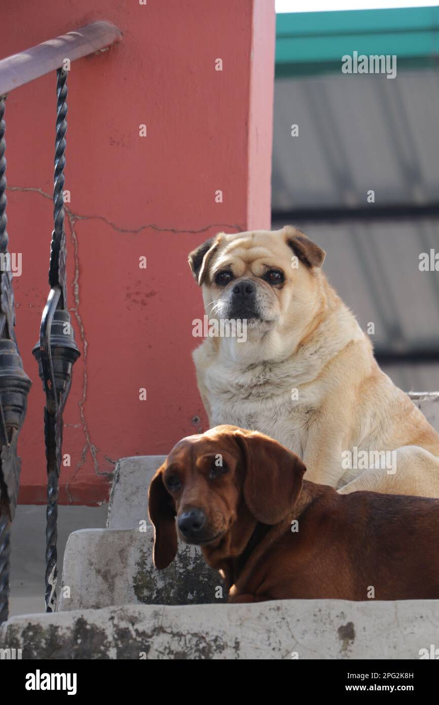 A cream-colored pug as well as a brown Dachshund Breed dog ,sitting on ...
