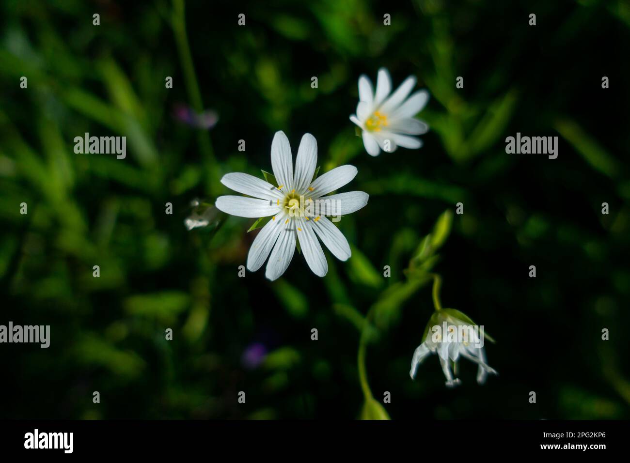 Small white forest flower Stellaria holostea in the shade of tall grass ...