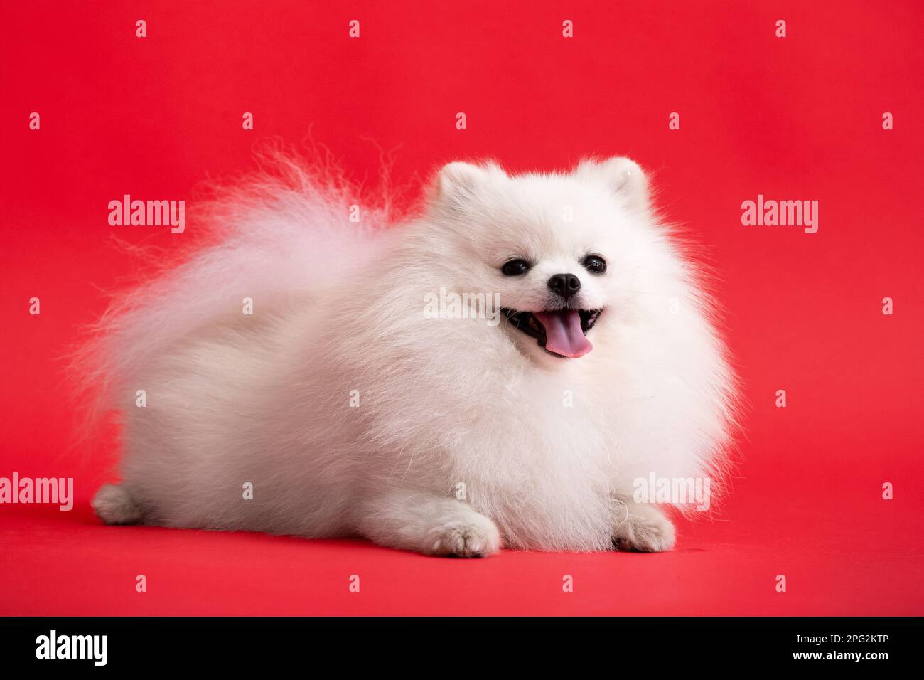 Portraite of cute fluffy puppy of pomeranian spitz. Little smiling dog ...