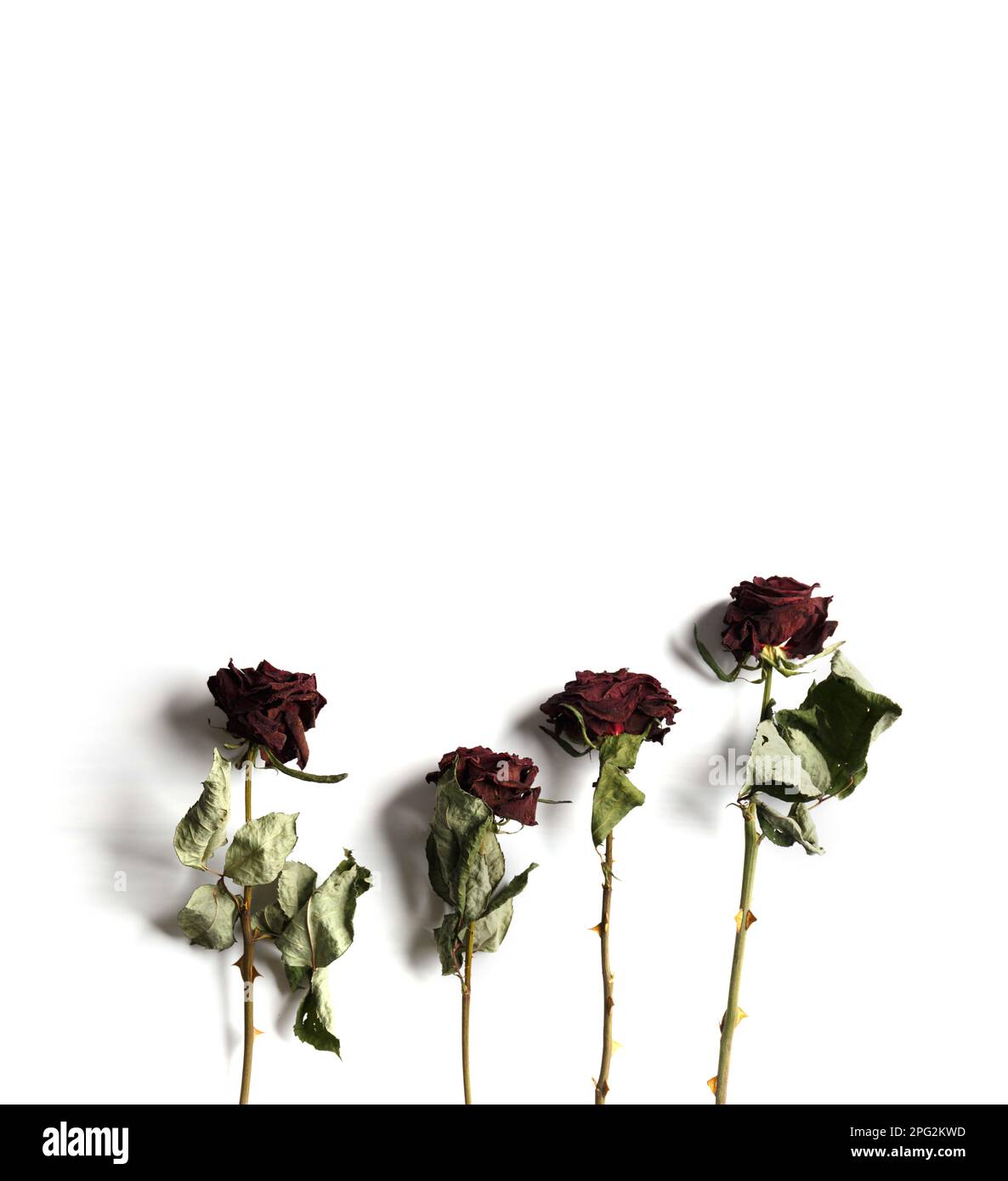 Dried branches of roses on a white background top view with place for ...