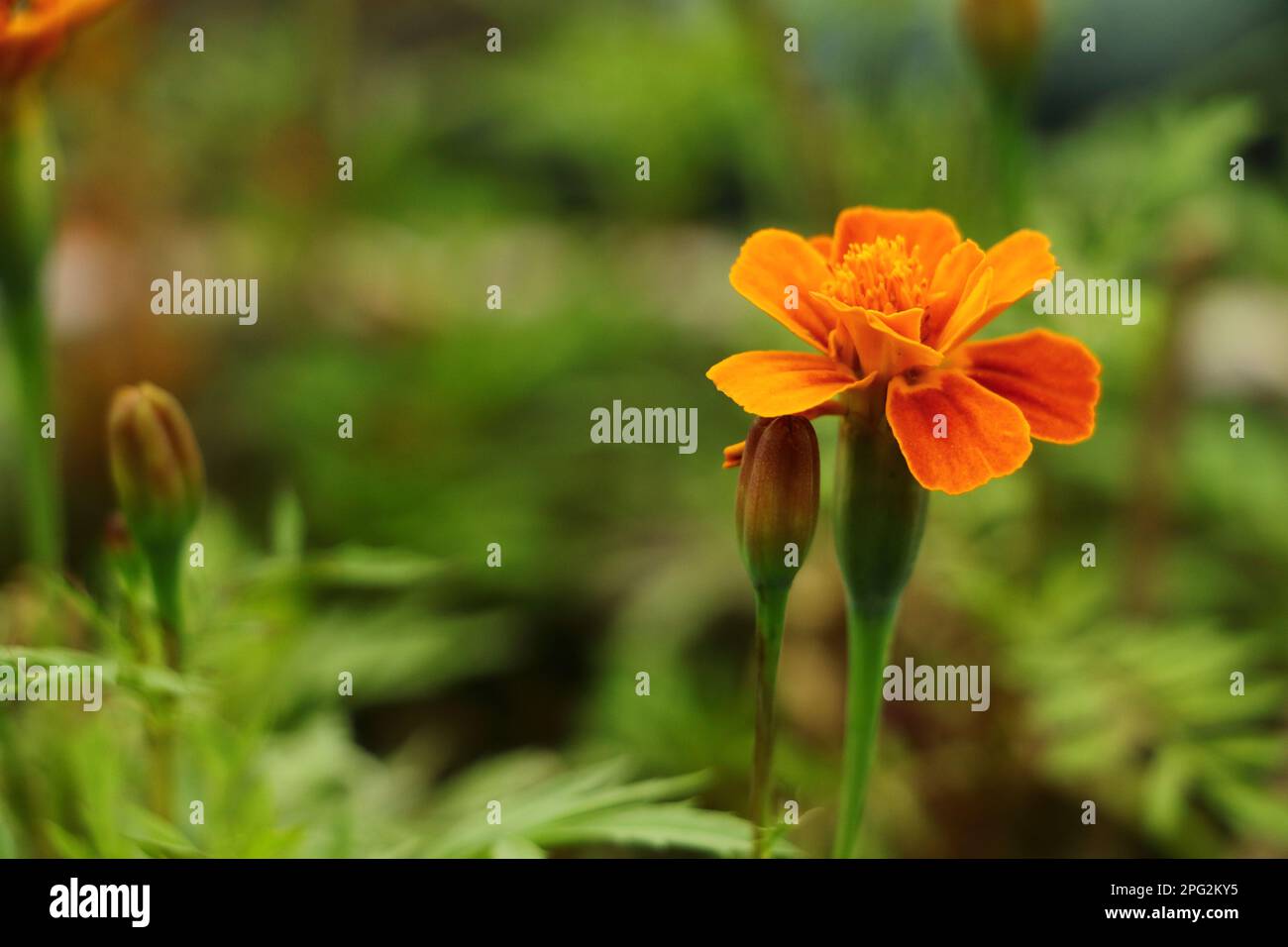 Marigold flower painting hi-res stock photography and images - Alamy
