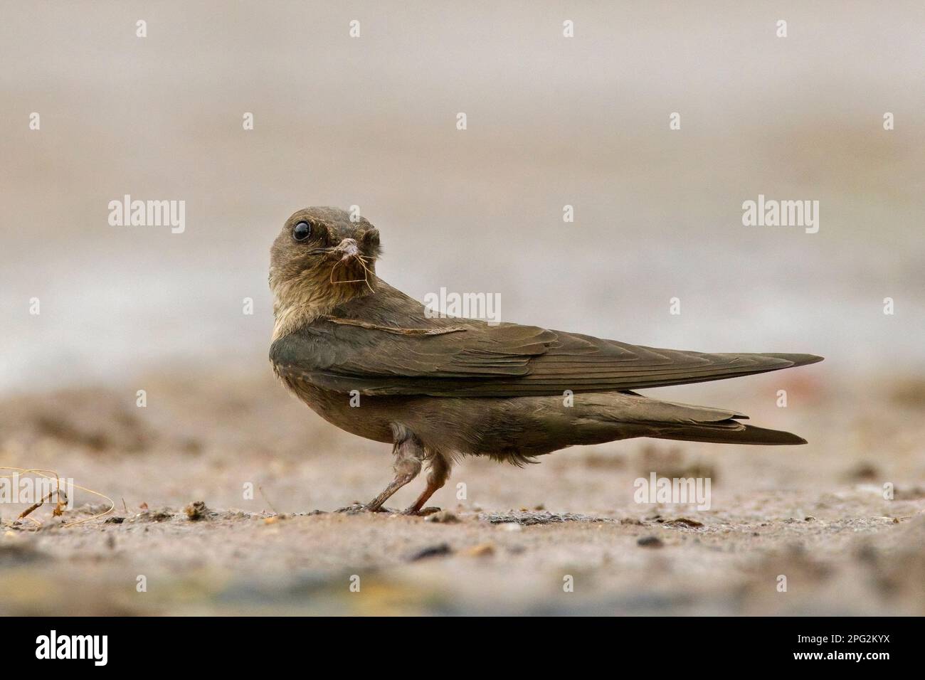 Dusky Crag-Martin (Ptyonoprogne concolor Stock Photo - Alamy