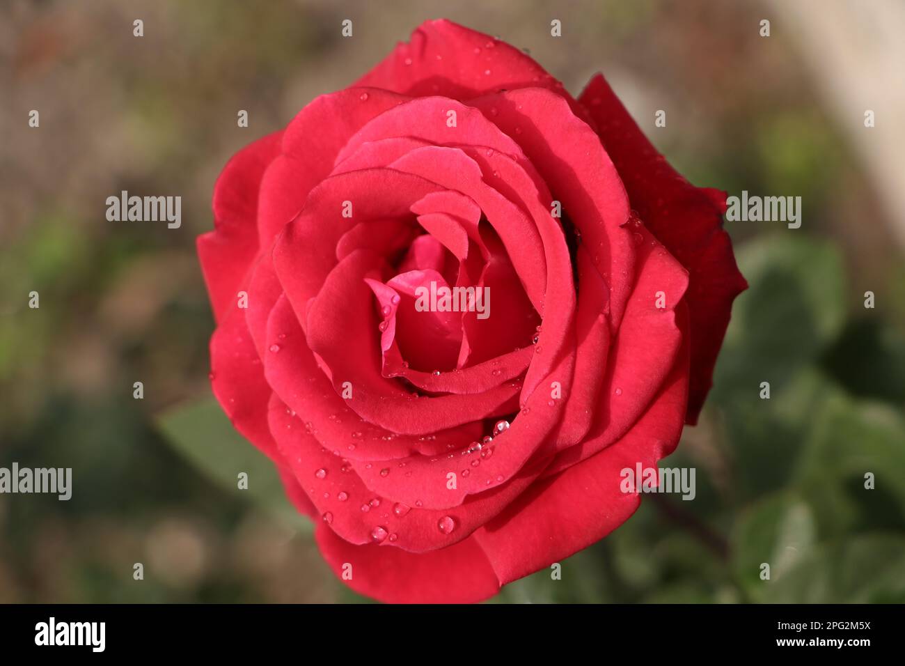 A BEAUTIFUL RED ROSE FLOWER Stock Photo - Alamy