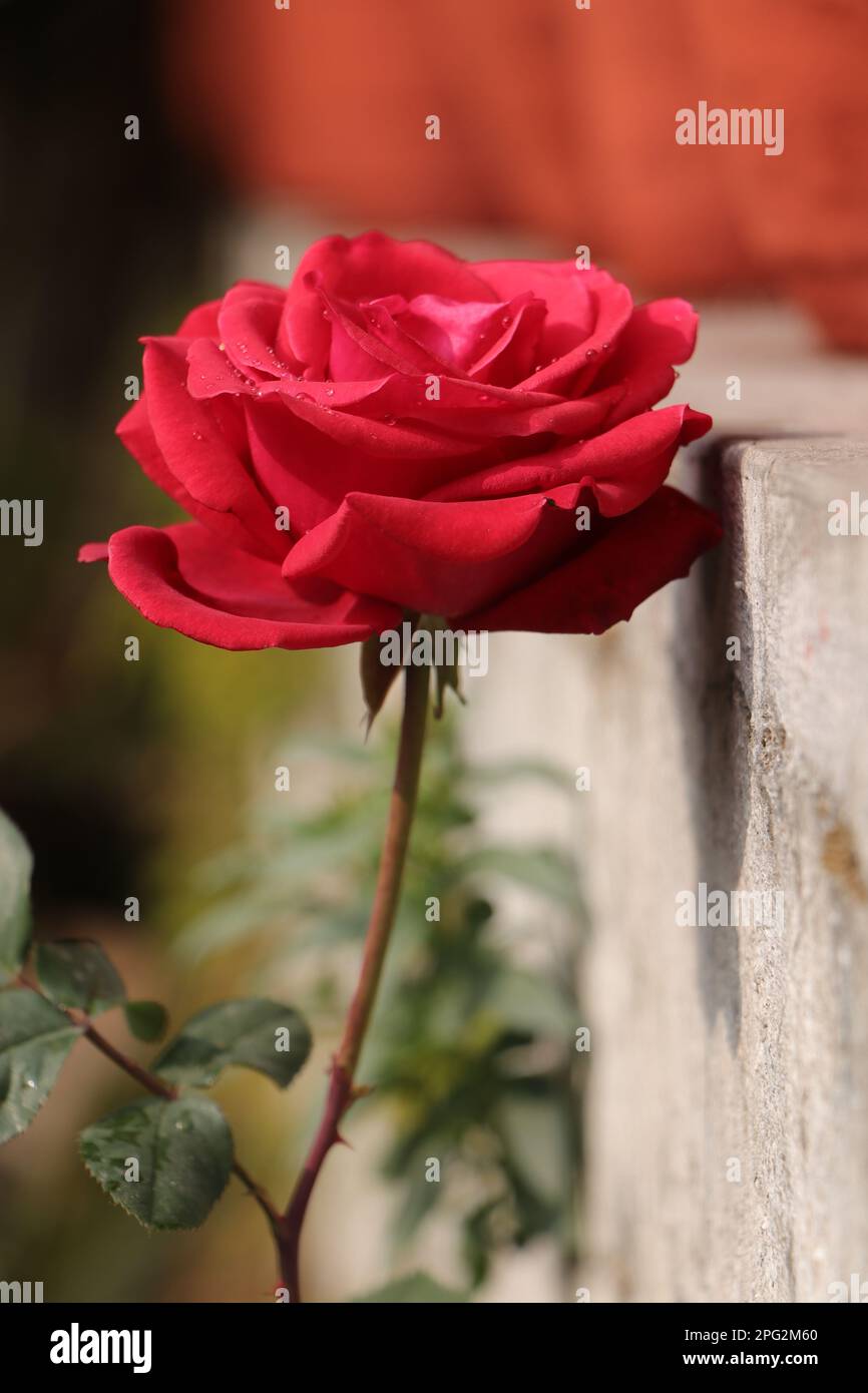 Beautiful Red Rose Flower Photos Download at Margaret Kyzer blog