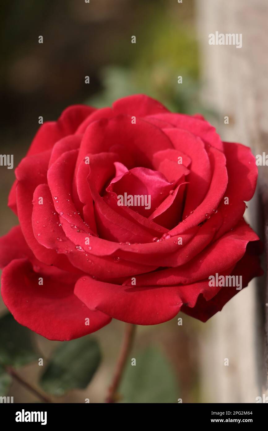 A BEAUTIFUL RED ROSE FLOWER Stock Photo - Alamy