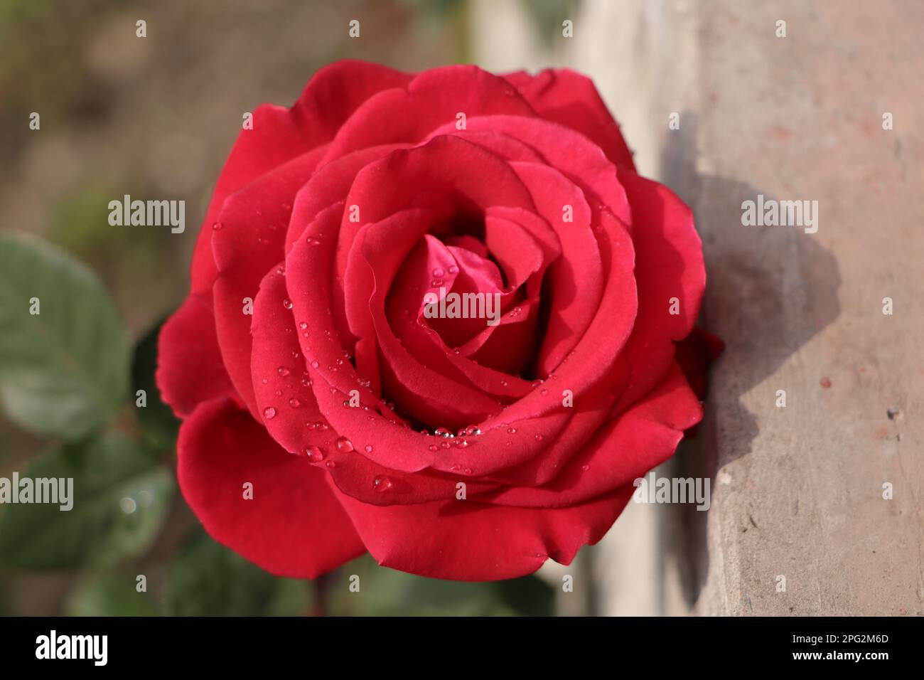 A BEAUTIFUL RED ROSE FLOWER Stock Photo - Alamy