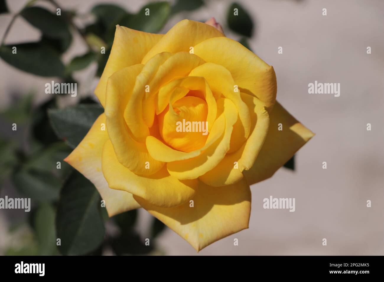 Yellow_rose hi-res stock photography and images - Alamy