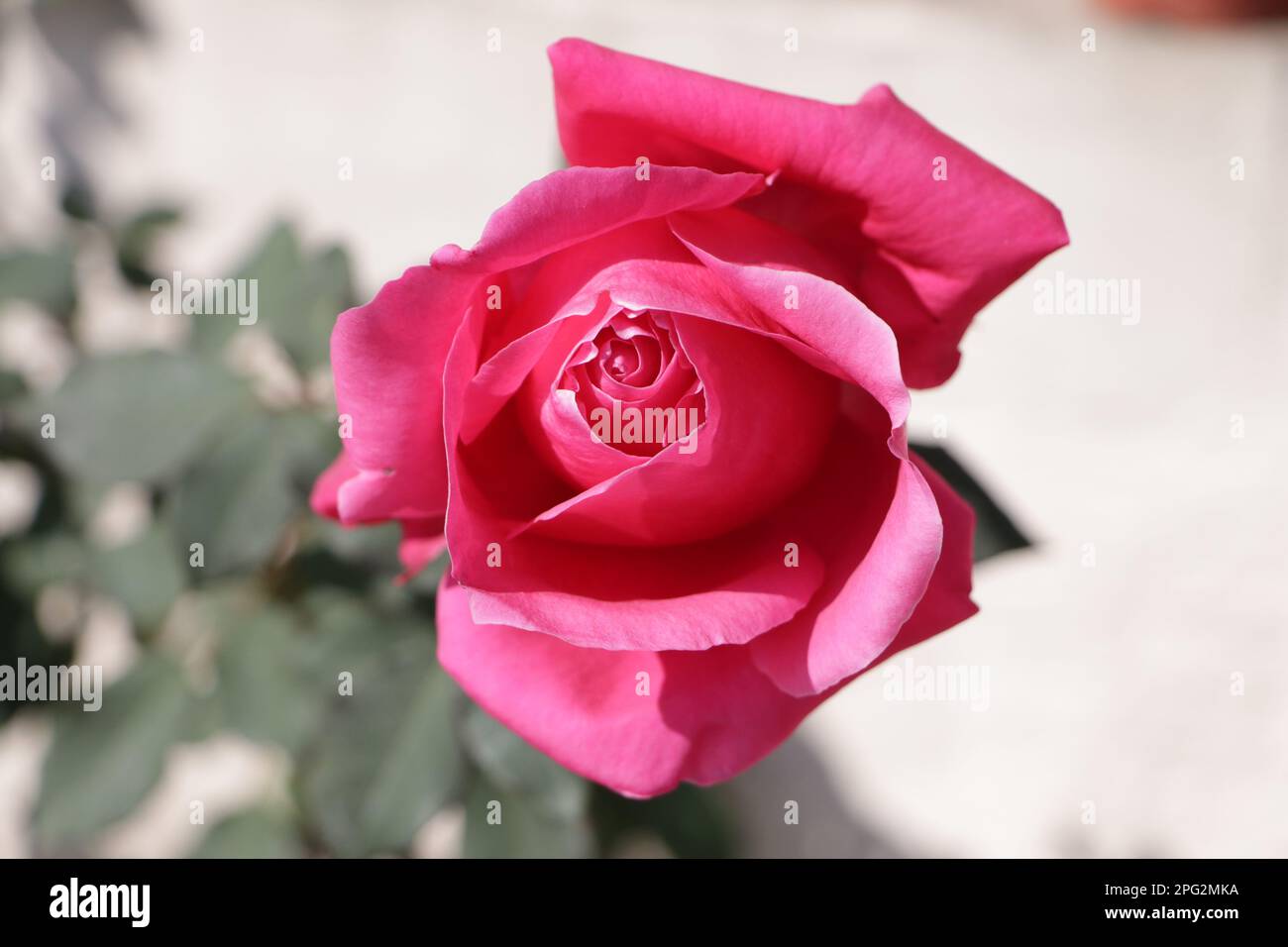Beautiful bright pink lovely rose Stock Photo - Alamy