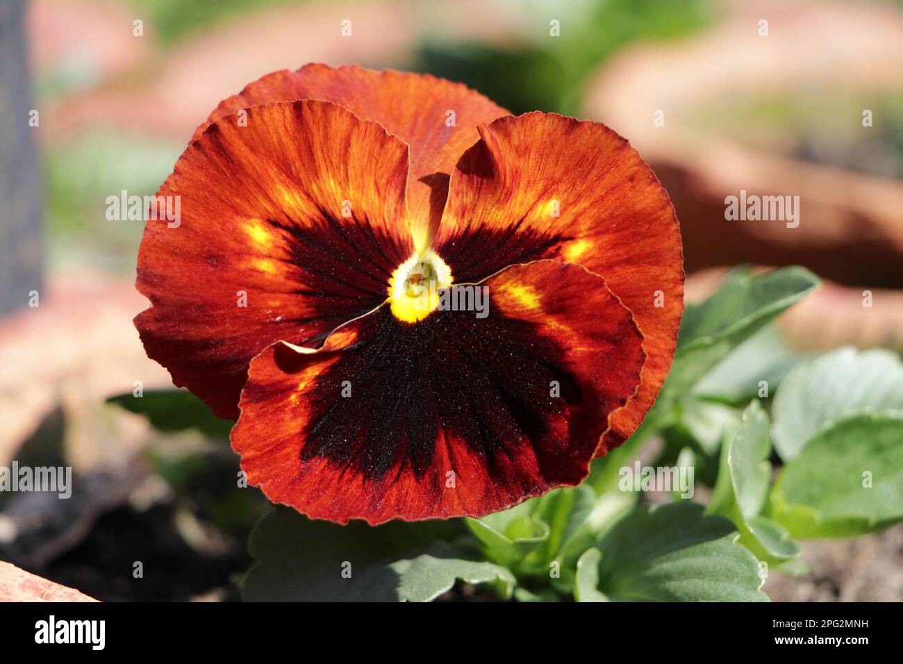 Beautiful blooming red pelargonium hi-res stock photography and images ...