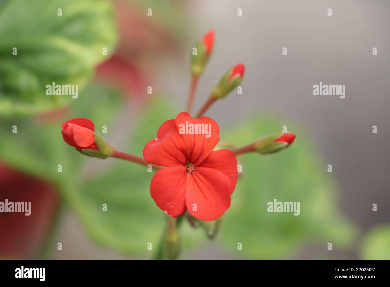 A Beautiful Red drummond pholx Flower Geraniums flower Stock Photo - Alamy