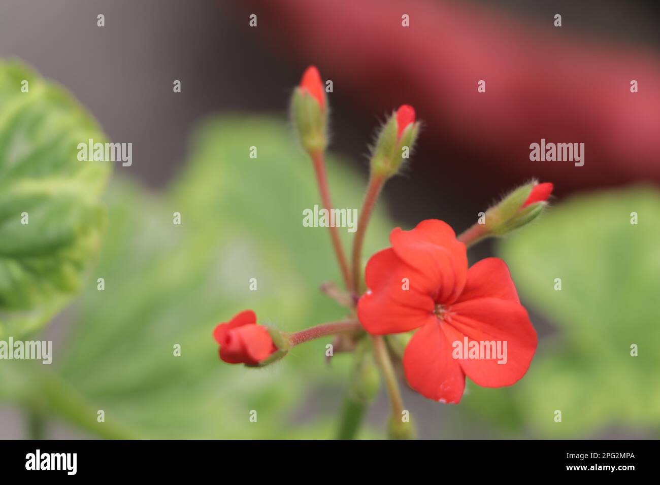 A Beautiful Red drummond pholx Flower Geraniums flower Stock Photo - Alamy