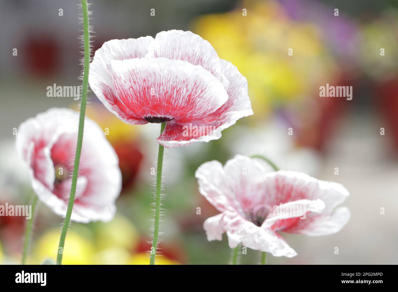 Pretty white field poppy with red-edged petals among lush green foliage ...