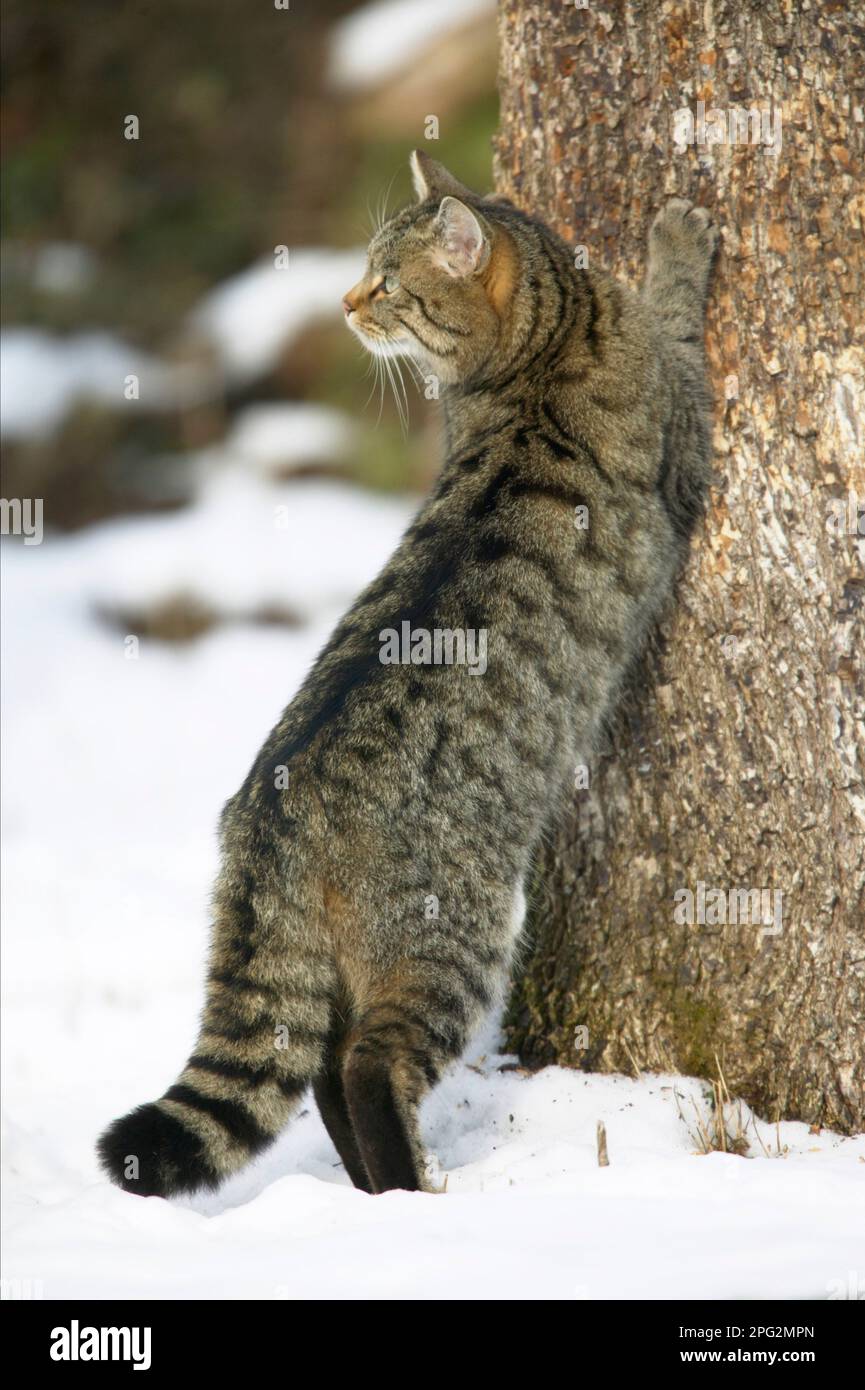 European Wild Cat (Felis silvestris). An adult cat shears its claws on ...