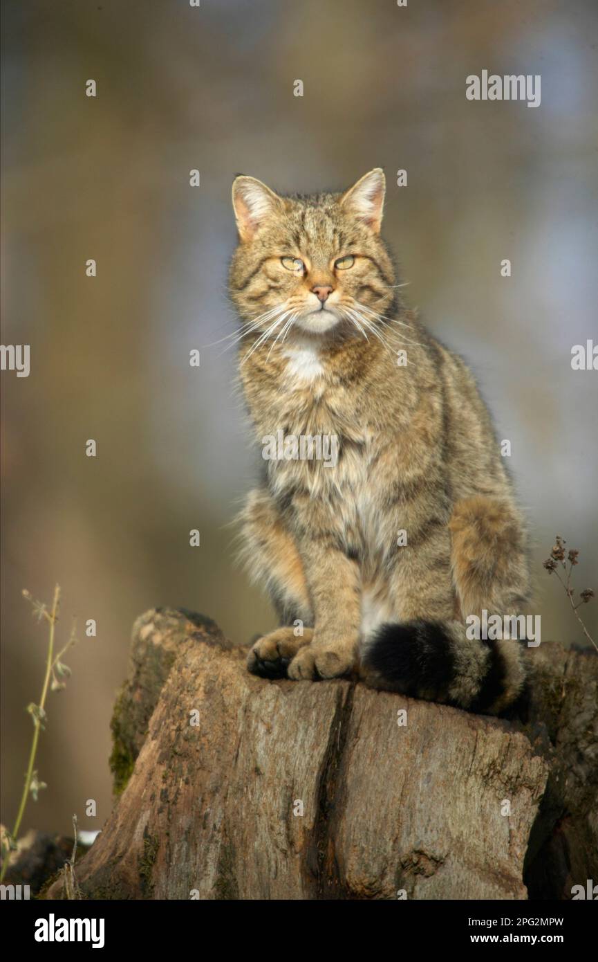 European Wild Cat (Felis silvestris). Adult sitting on a tree stump ...