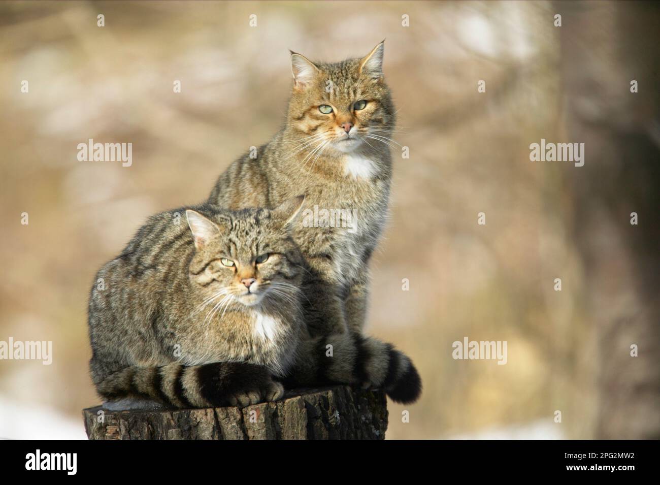 European Wild Cat (Felis silvestris). Pair of adults on a tree stump ...