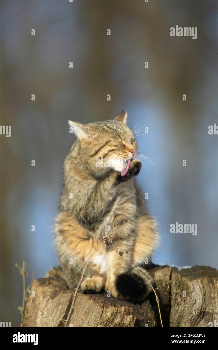 European Wild Cat (Felis silvestris). Adult sitting on a tree stump ...