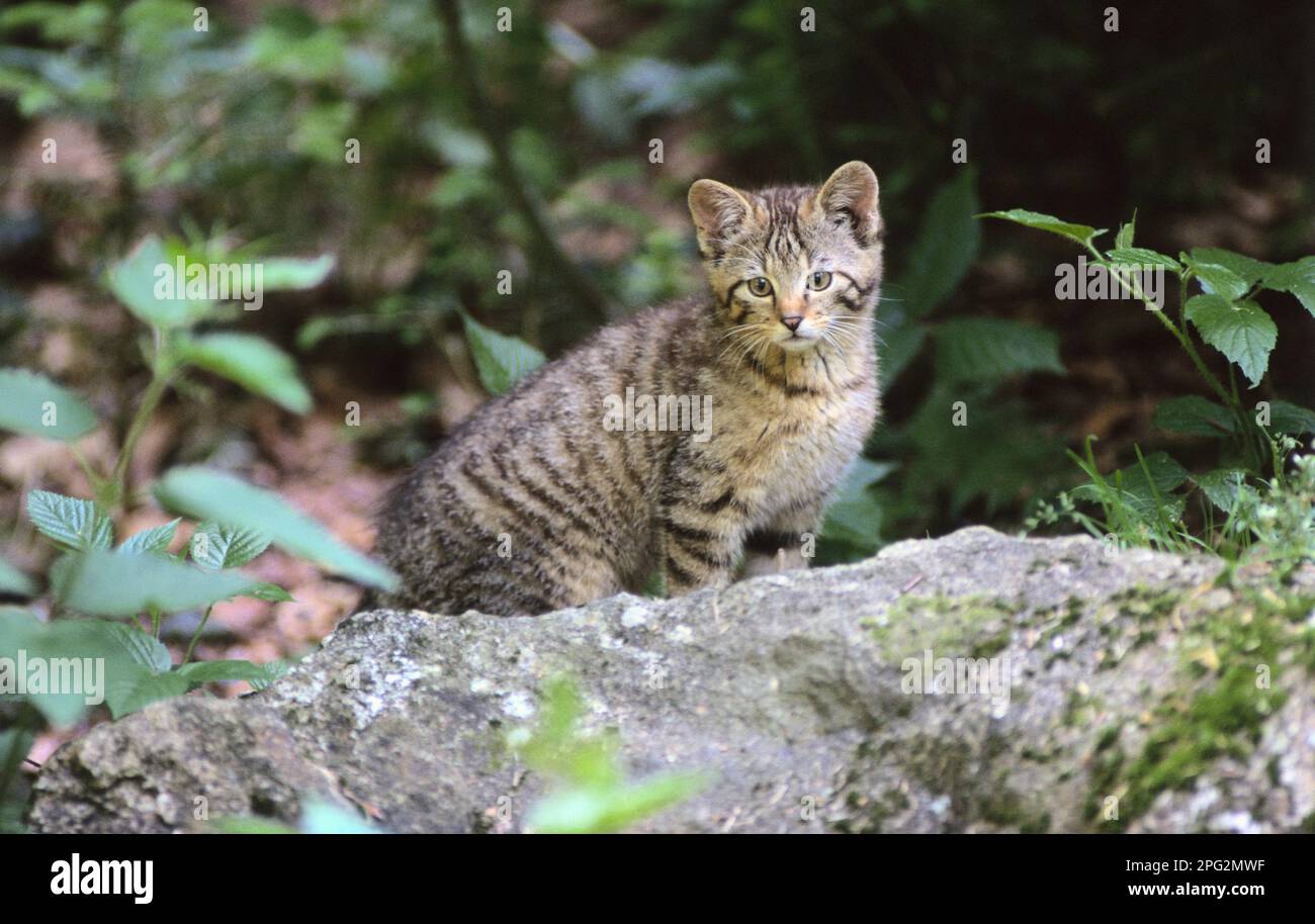 European Wild Cat (Felis silvestris). Kitten standing on a rock ...