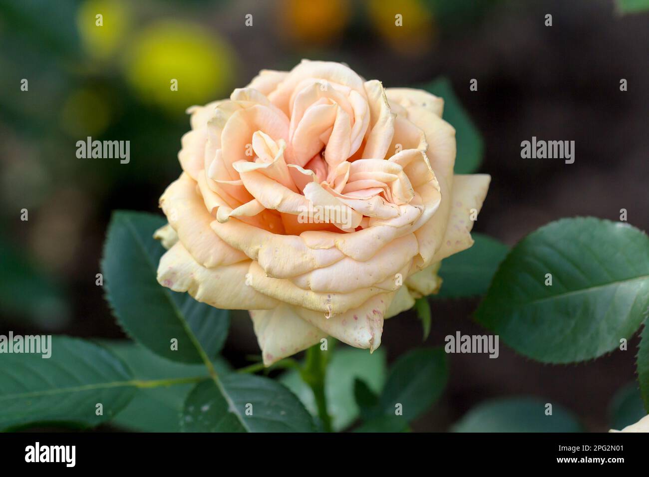 large peach-colored rose on the background of its leaves Stock Photo ...