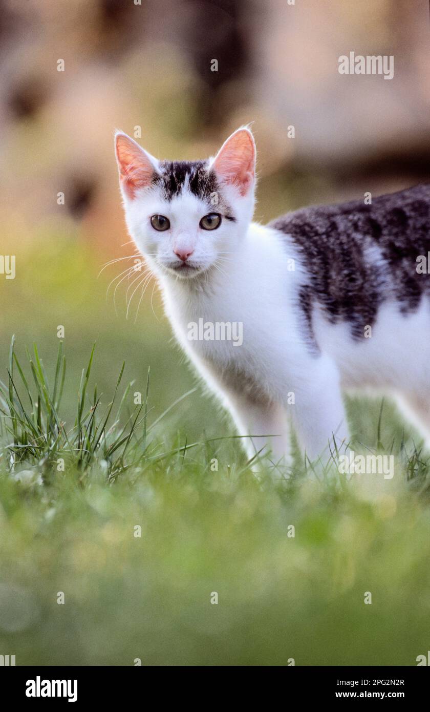 Domestic cat. Juvenile cat standing on a meadow. Germany Stock Photo ...