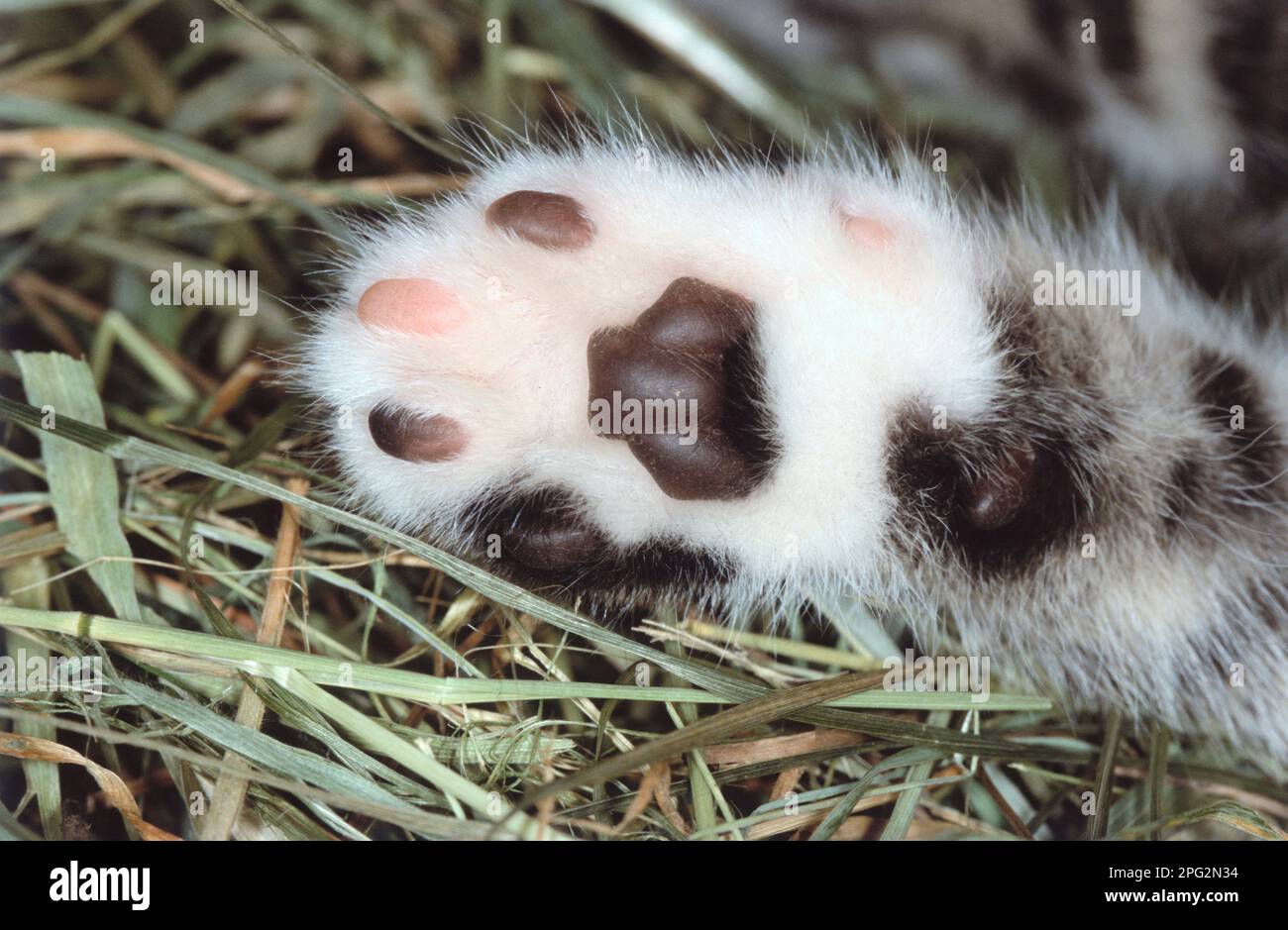 Close up cat paw hi-res stock photography and images - Alamy