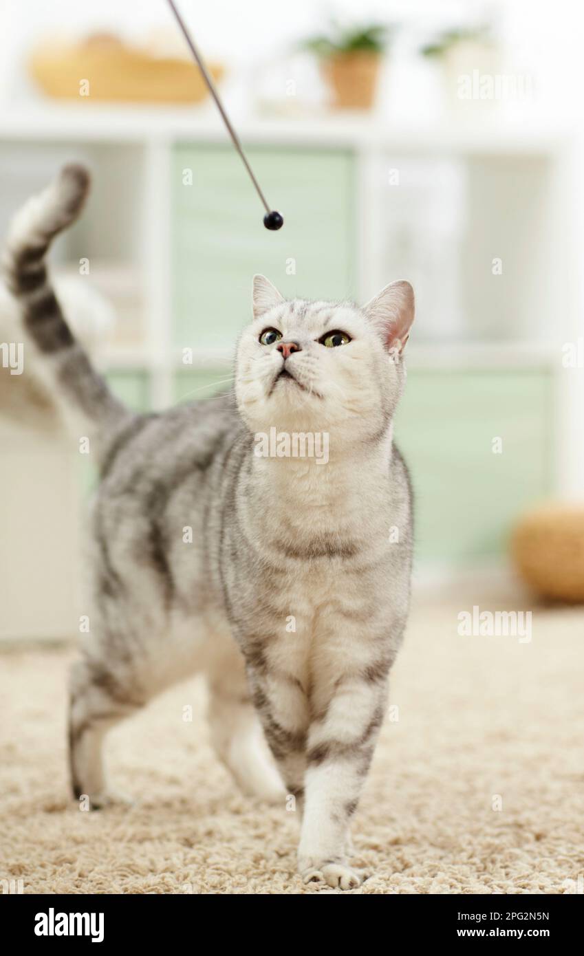 A British Shorthair cat follows a target stick. Germany Stock Photo - Alamy