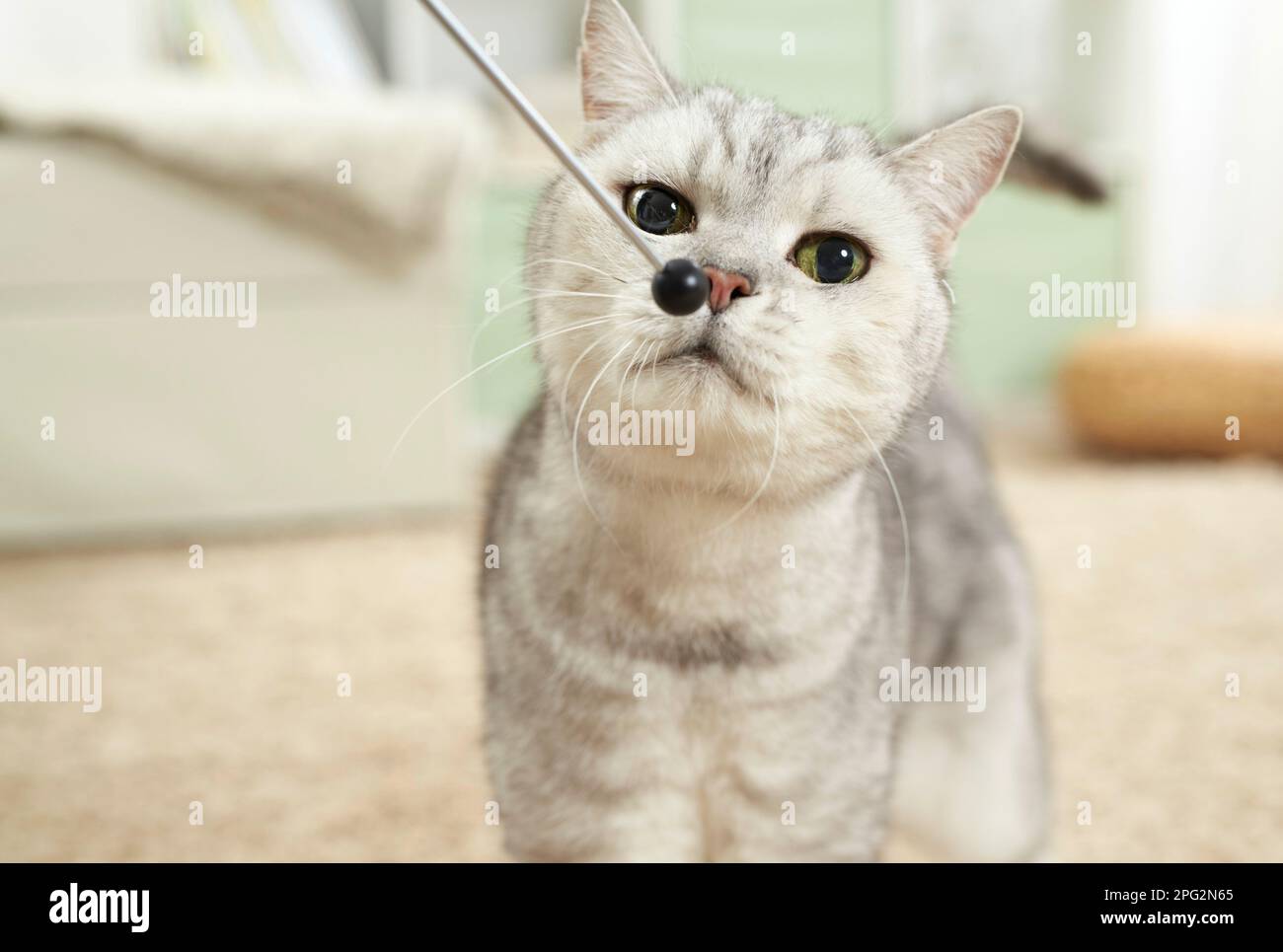 A British Shorthair cat touches a target stick with its nose. Germany ...