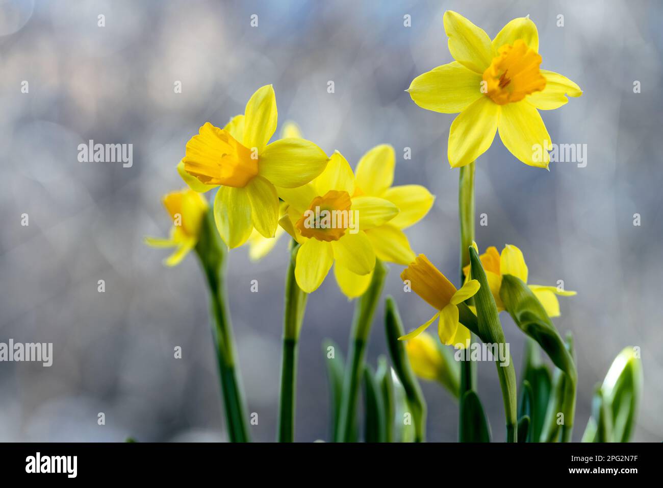 Beautiful Spring banner with fresh yellow daffodil flowers grow in pot ...