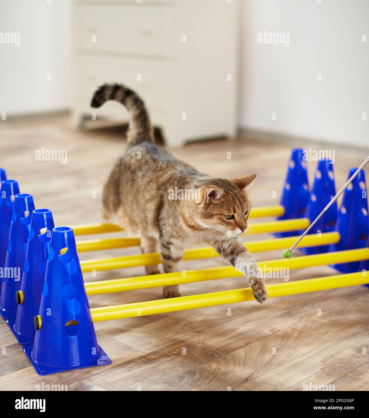 Domestic cat follows a target stick over lying poles, Germany Stock ...