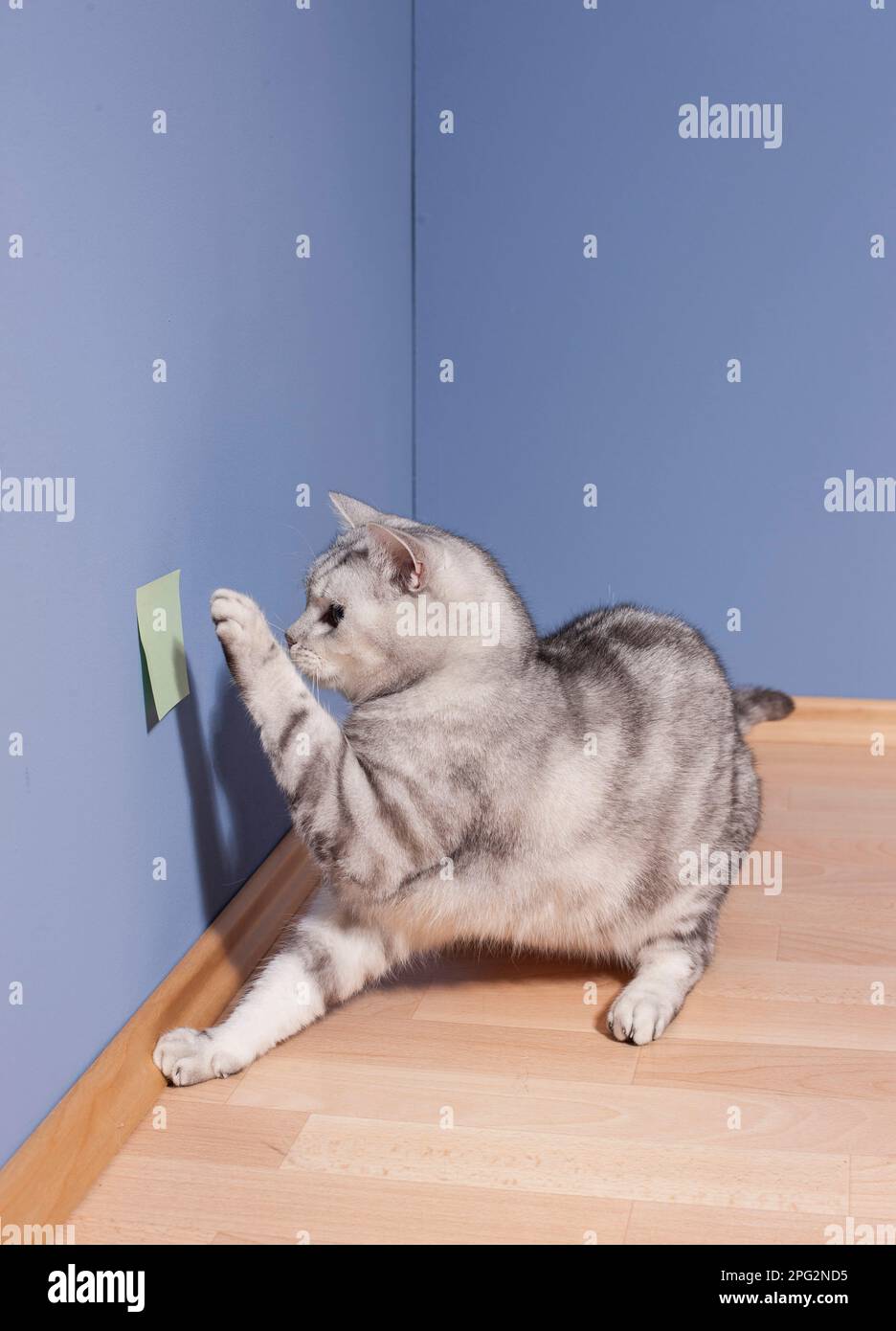 Domestic cat, British Shorthair. A young cat touches a target on a cat ...