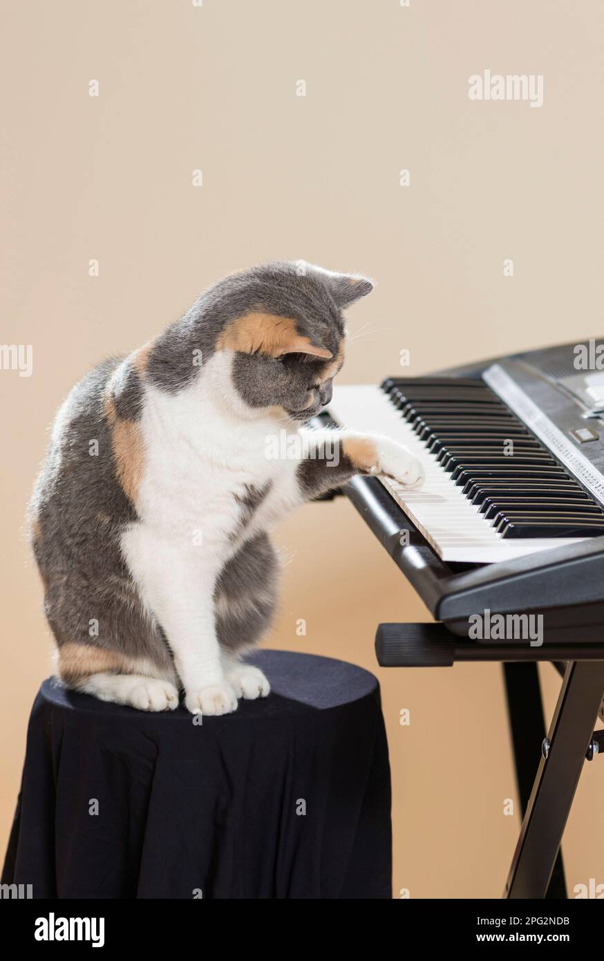 Keyboard cat hi-res stock photography and images - Alamy